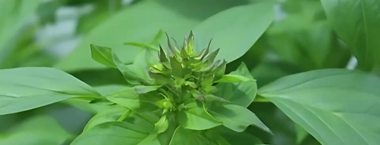 Hydroponic Nutrients - EC to PPM Conversion Chart - A-Grade Hydroponics