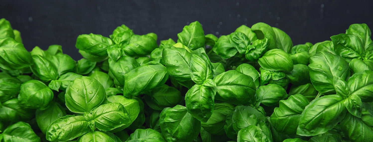 How to grow Basil Indoors? – A-Grade Hydroponics