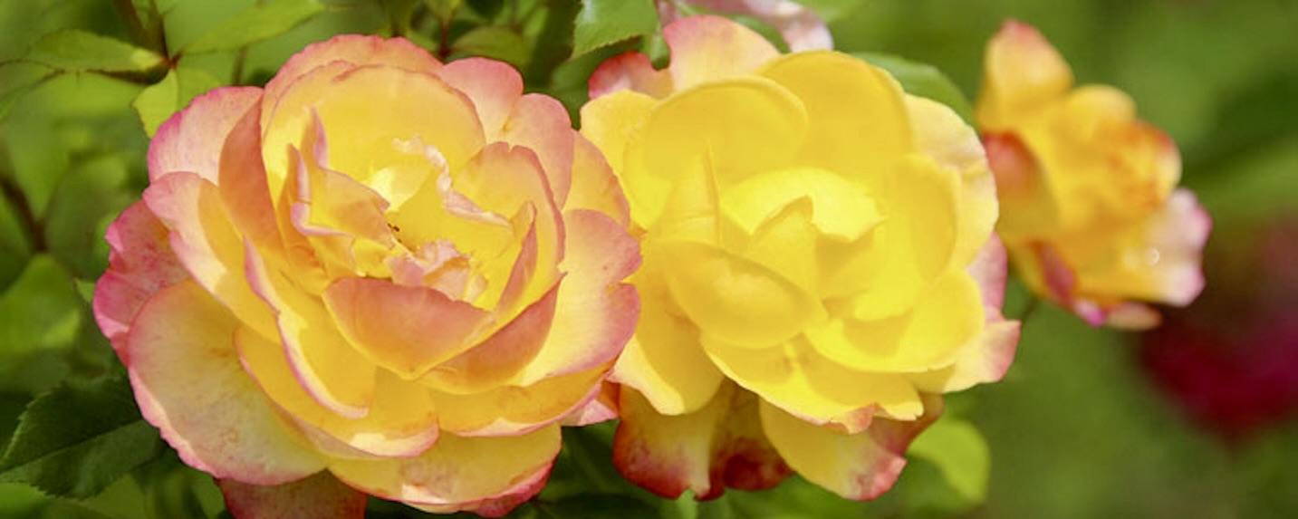 Breeding Hybrids: Hybridization - A-Grade Hydroponics