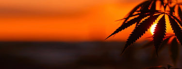 Growing Autoflowers - A-Grade Hydroponics