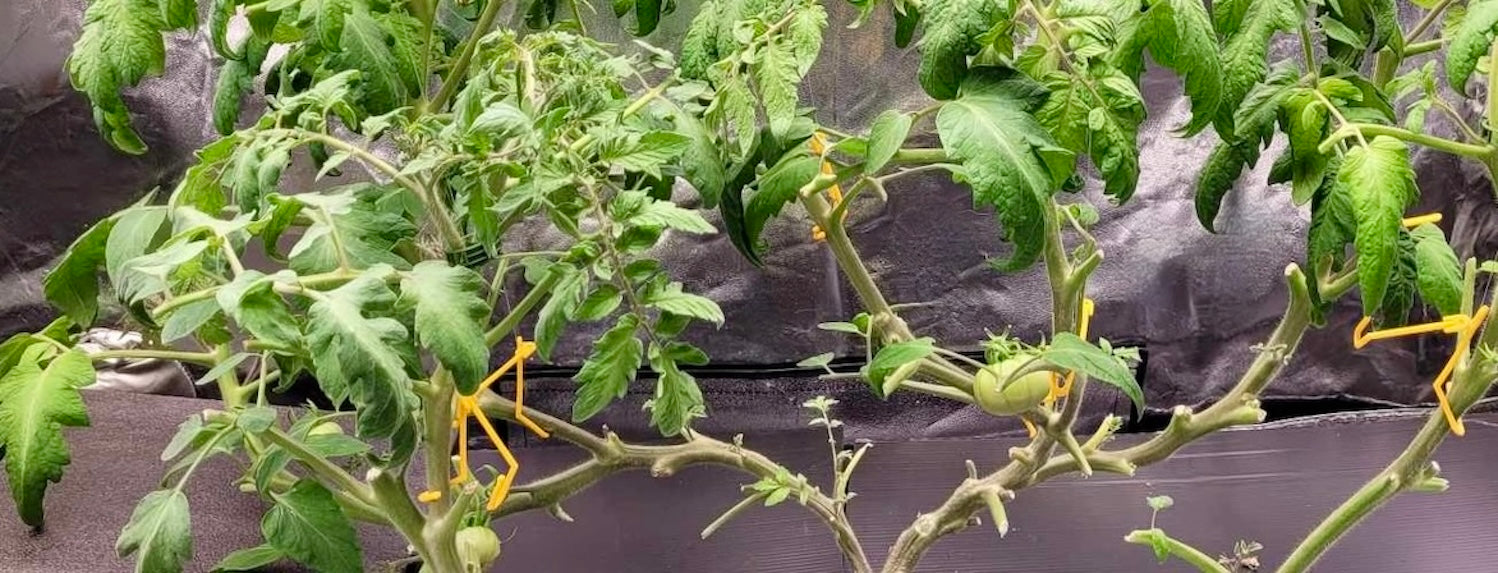 How to Prune & Defoliate Indoor Plants – A-Grade Hydroponics