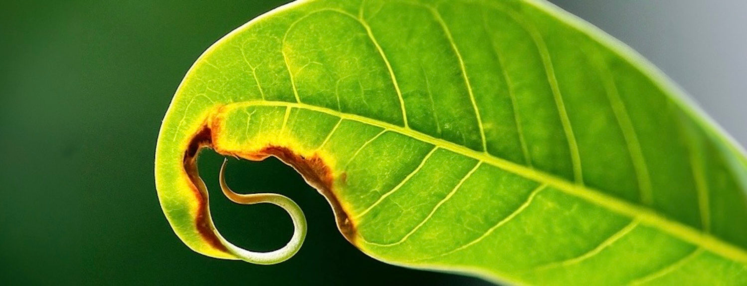 Why are my leaf tips curling? - A-Grade Hydroponics