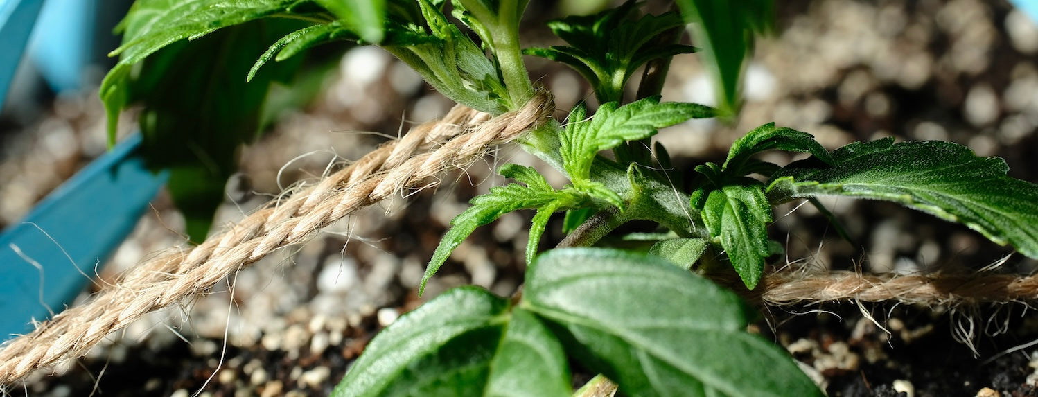 Plant Training How To Perform Lst On Your Plants A Grade Hydroponics