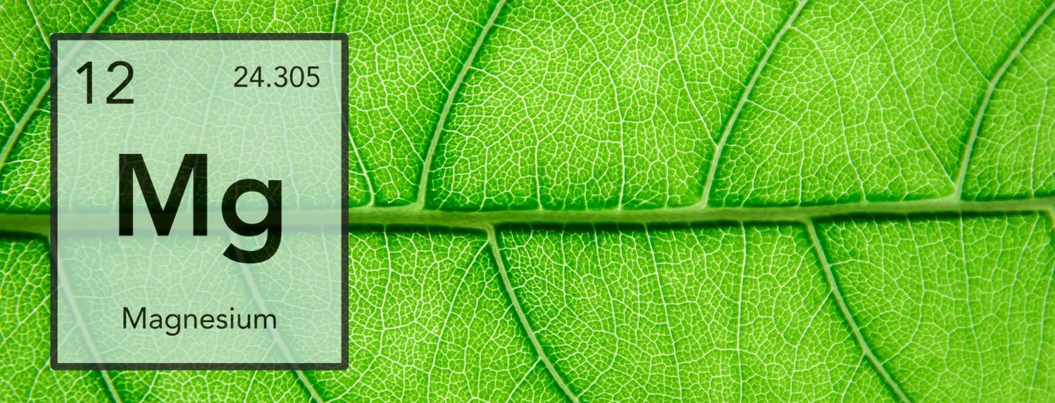 Magnesium - Chlorophyll's Core – A-Grade Hydroponics