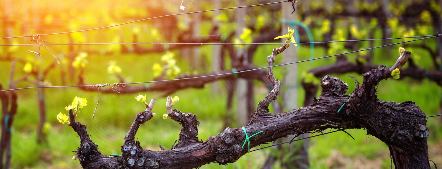 Plant Training: Mainlining / Manifolding – A-Grade Hydroponics