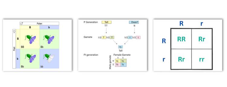 Breeding Basics 101 - How to draw a Punnett Square - A-Grade Hydroponics
