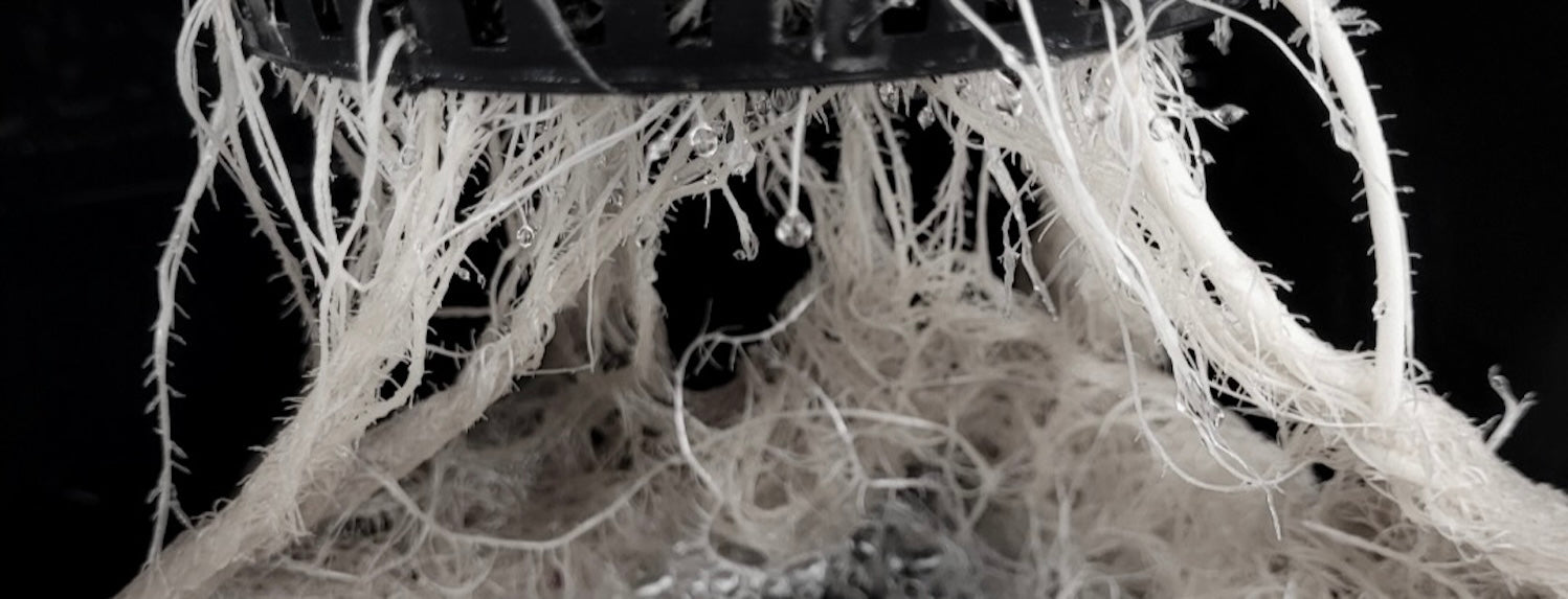 GROWING IN DEEP WATER CULTURE (DWC) - A-Grade Hydroponics