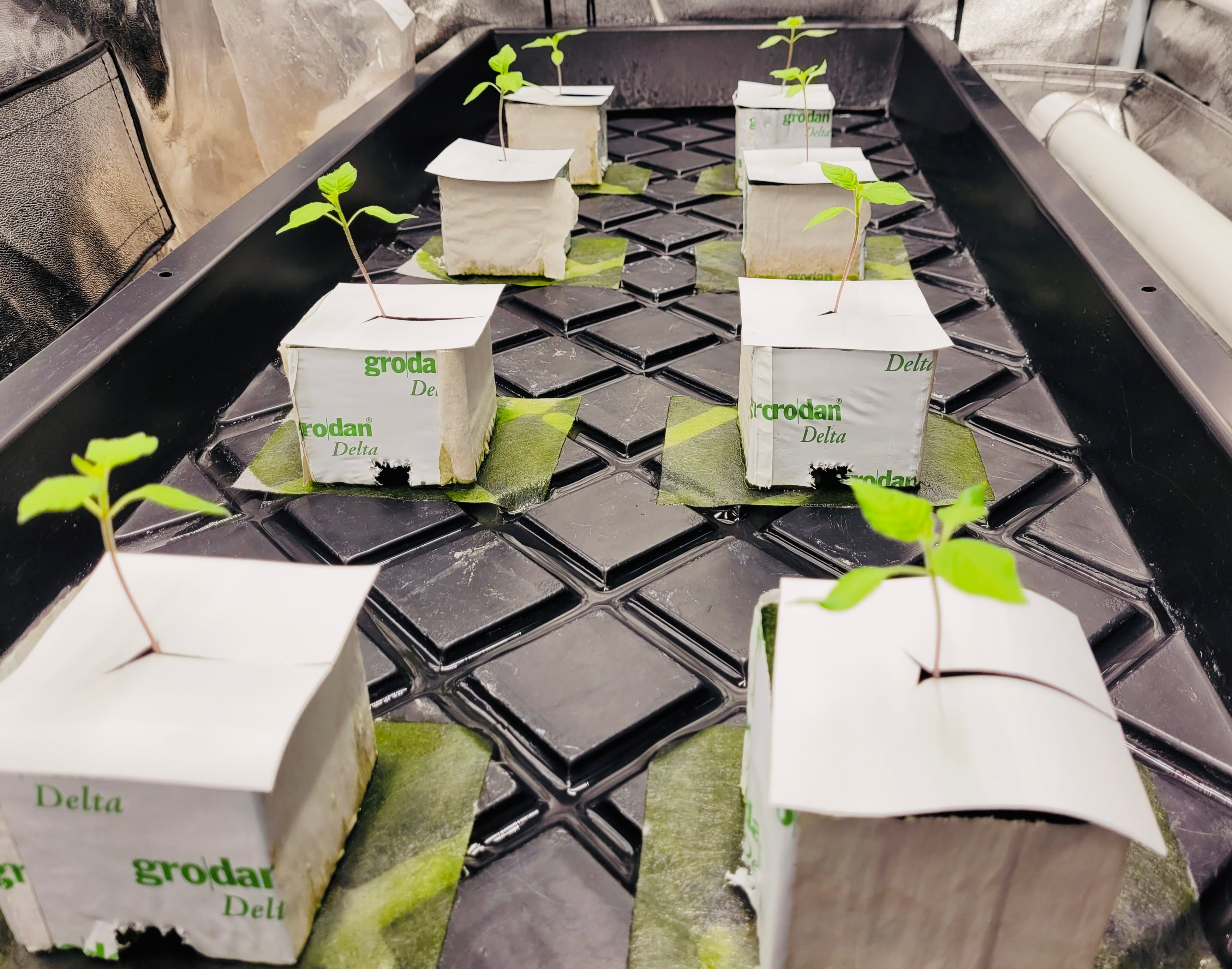 Hydroponics Systems - A-Grade Hydroponics