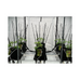 Ultimate Plant Cage | Global Garden Friends – A-Grade Hydroponics